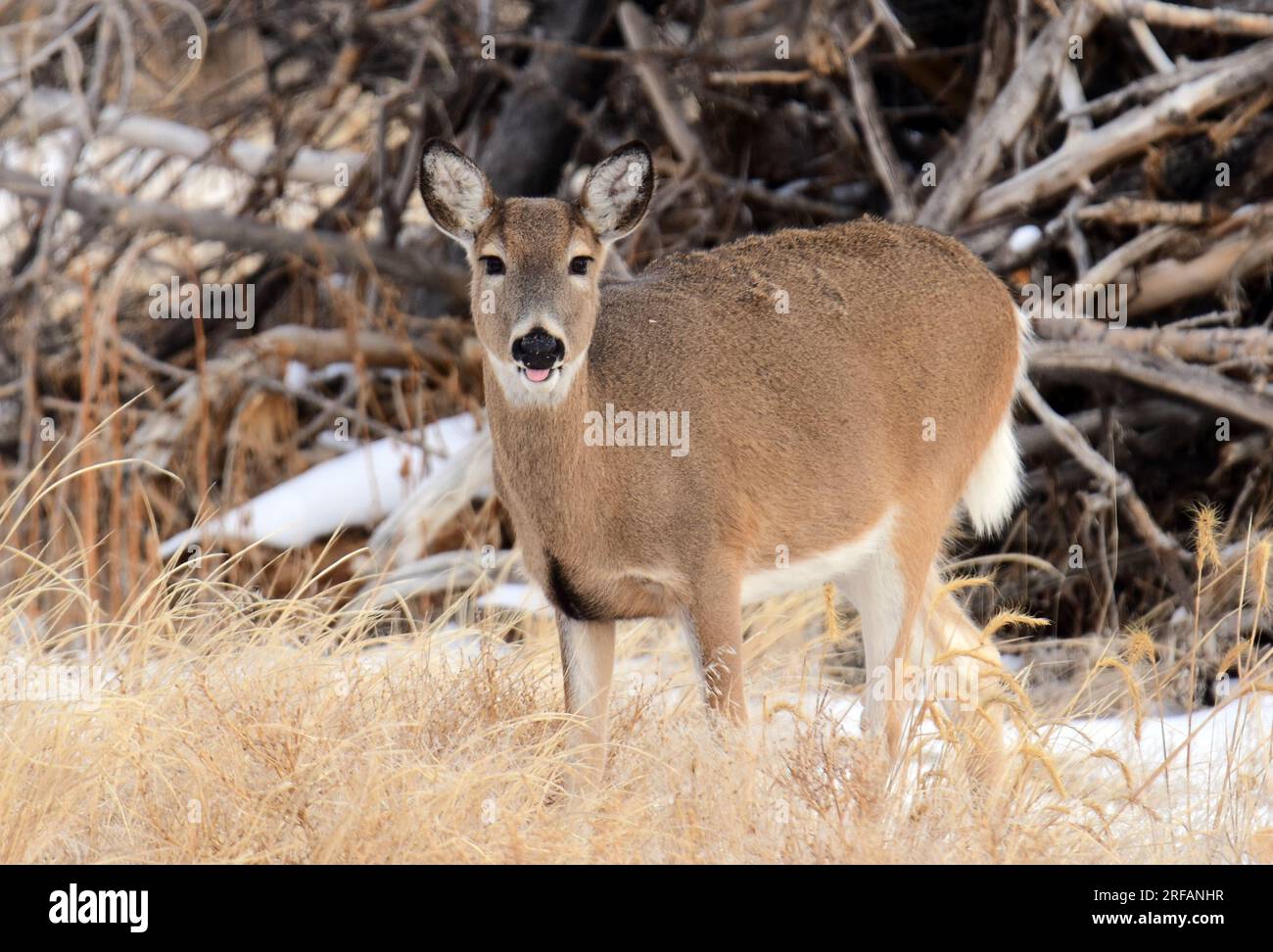 white tailed deer standing in the forest in winter along the wildlife ...
