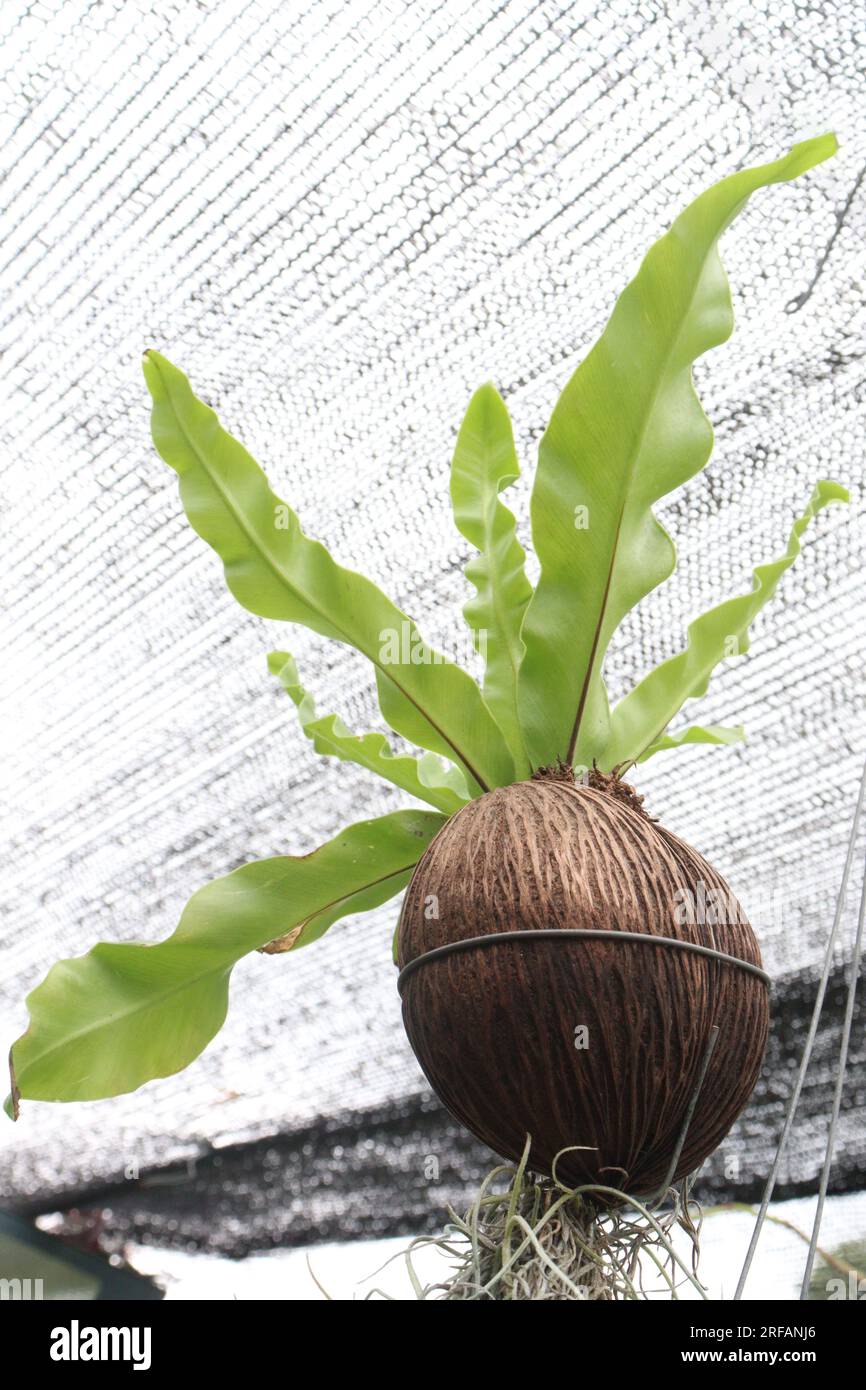 Asplenium nidus leaf plant also called Bird's-nest fern on pot in farm ...