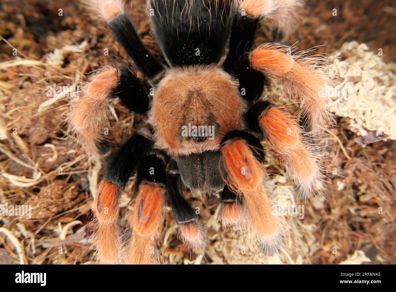 Derby Quad Insects Spiders Creepy Crawlies - Brachypelma Smithi, a ...