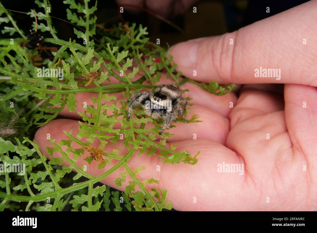 Derby Quad Insects Spiders Creepy Crawlies - jumping spiders Stock ...