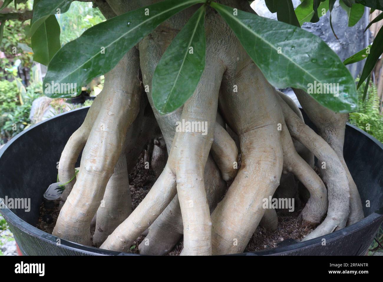 Adenium nursery hi-res stock photography and images - Alamy