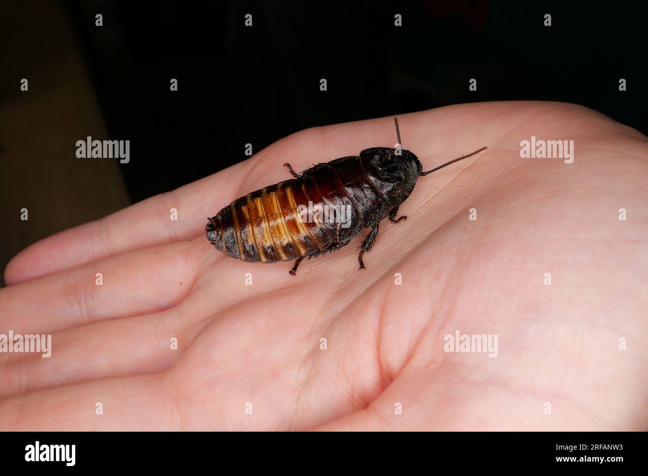 Derby Quad Insects Spiders Creepy Crawlies - Madagascar hissing ...