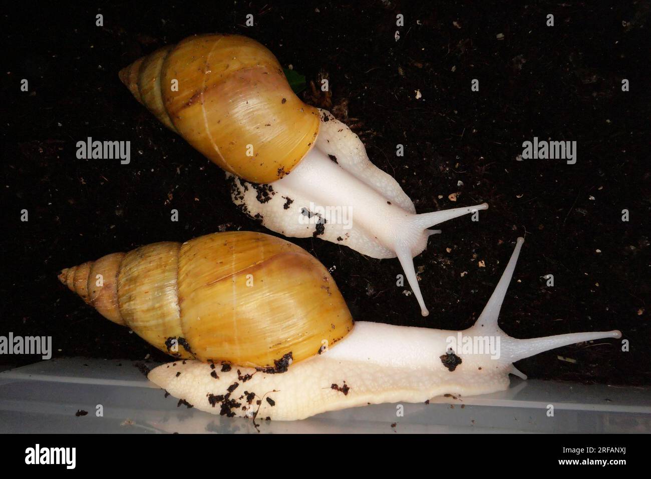 Derby Quad Insects Spiders Creepy Crawlies - giant white land snail ...