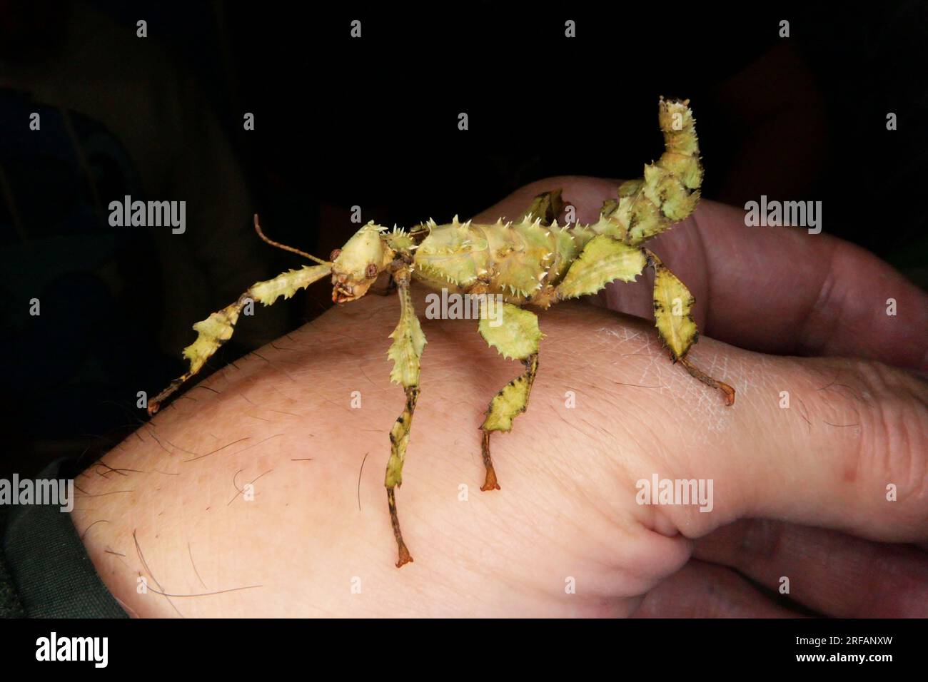 Derby Quad Insects Spiders Creepy Crawlies - Giant Australian spiny ...