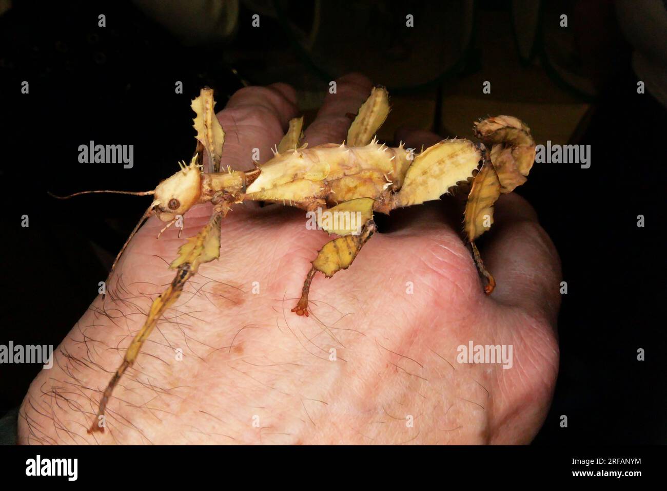 Derby Quad Insects Spiders Creepy Crawlies - Giant Australian spiny ...