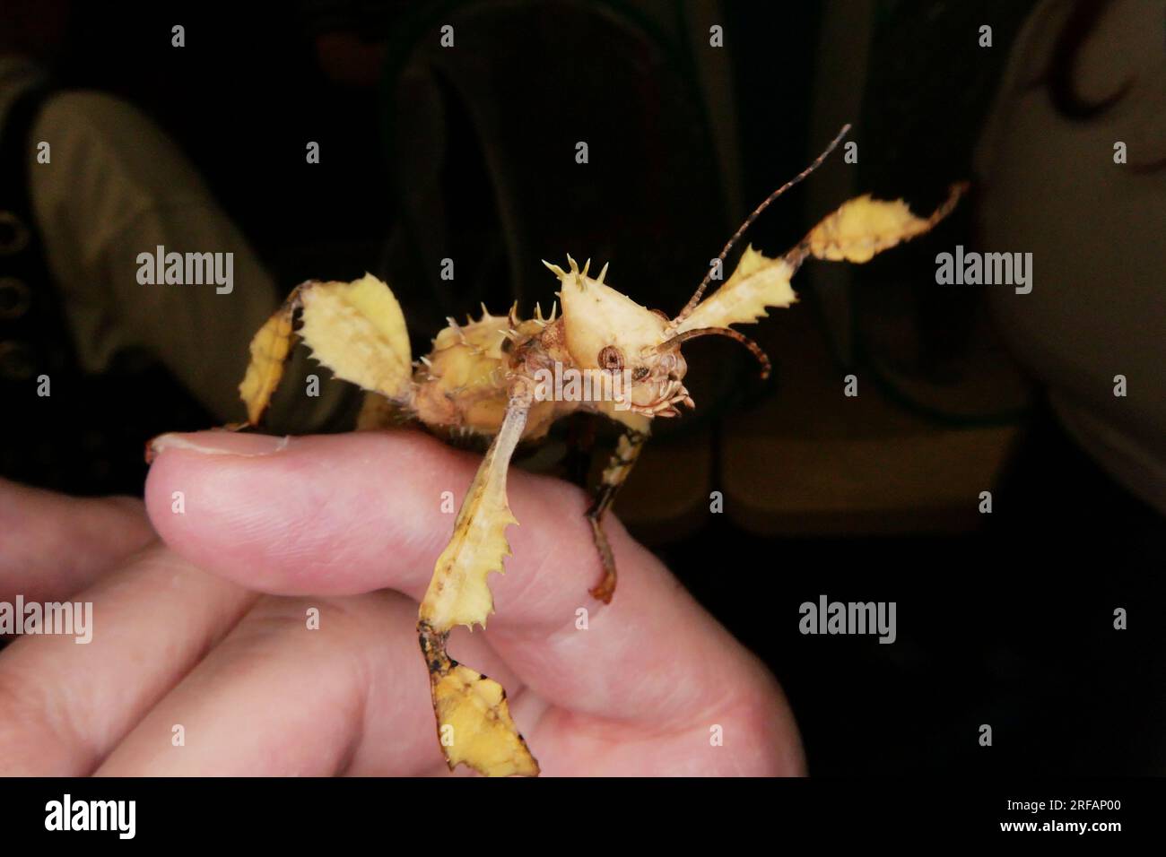 Derby Quad Insects Spiders Creepy Crawlies - Giant Australian spiny ...