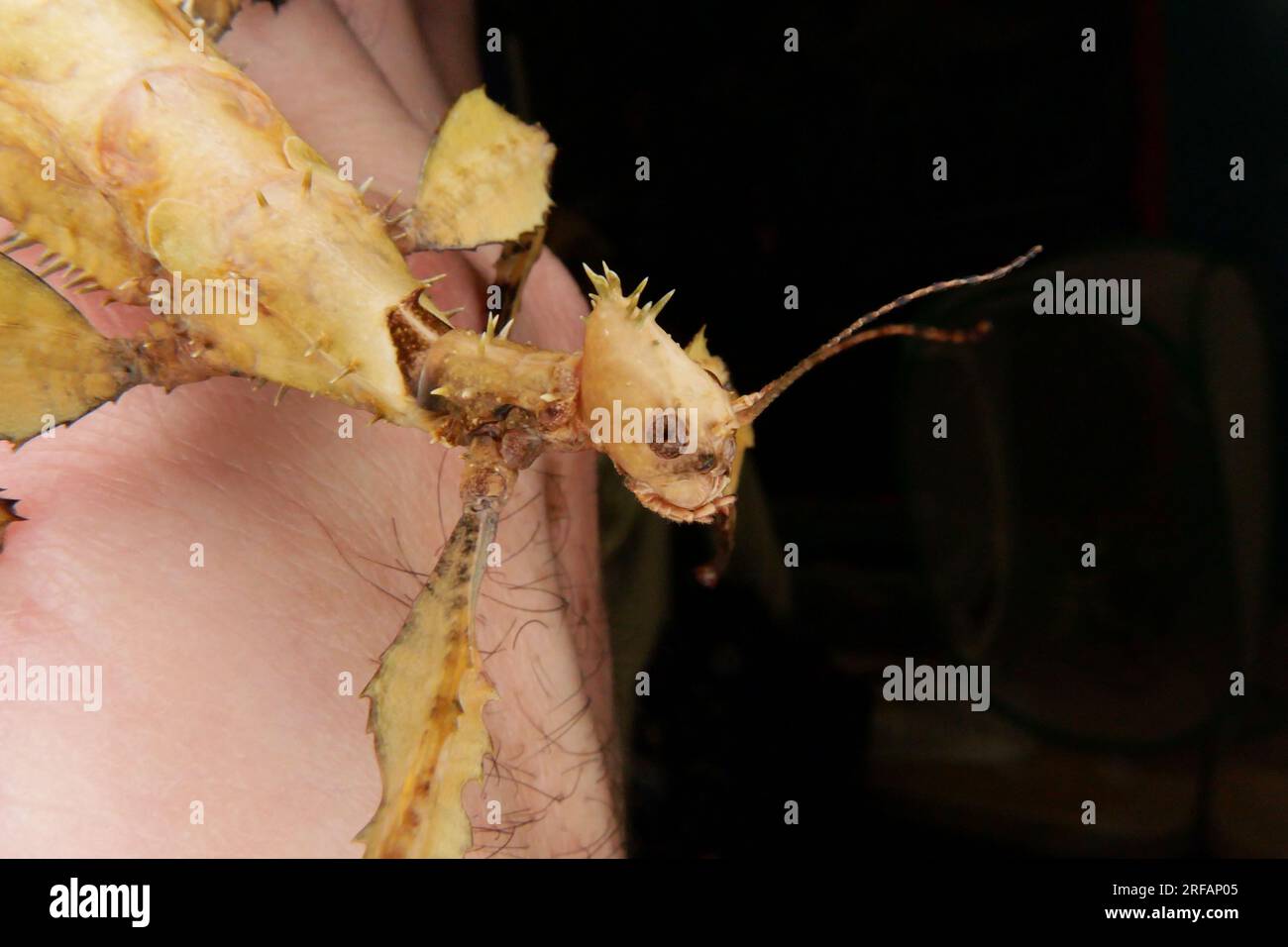 Derby Quad Insects Spiders Creepy Crawlies - Giant Australian spiny ...