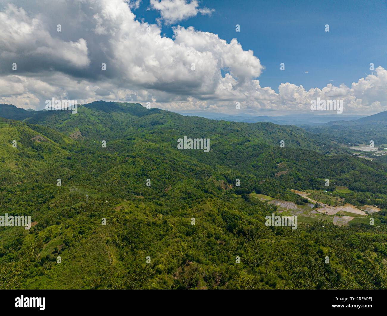 Fresh green foliage, tropical plants and trees covers mountains and ...