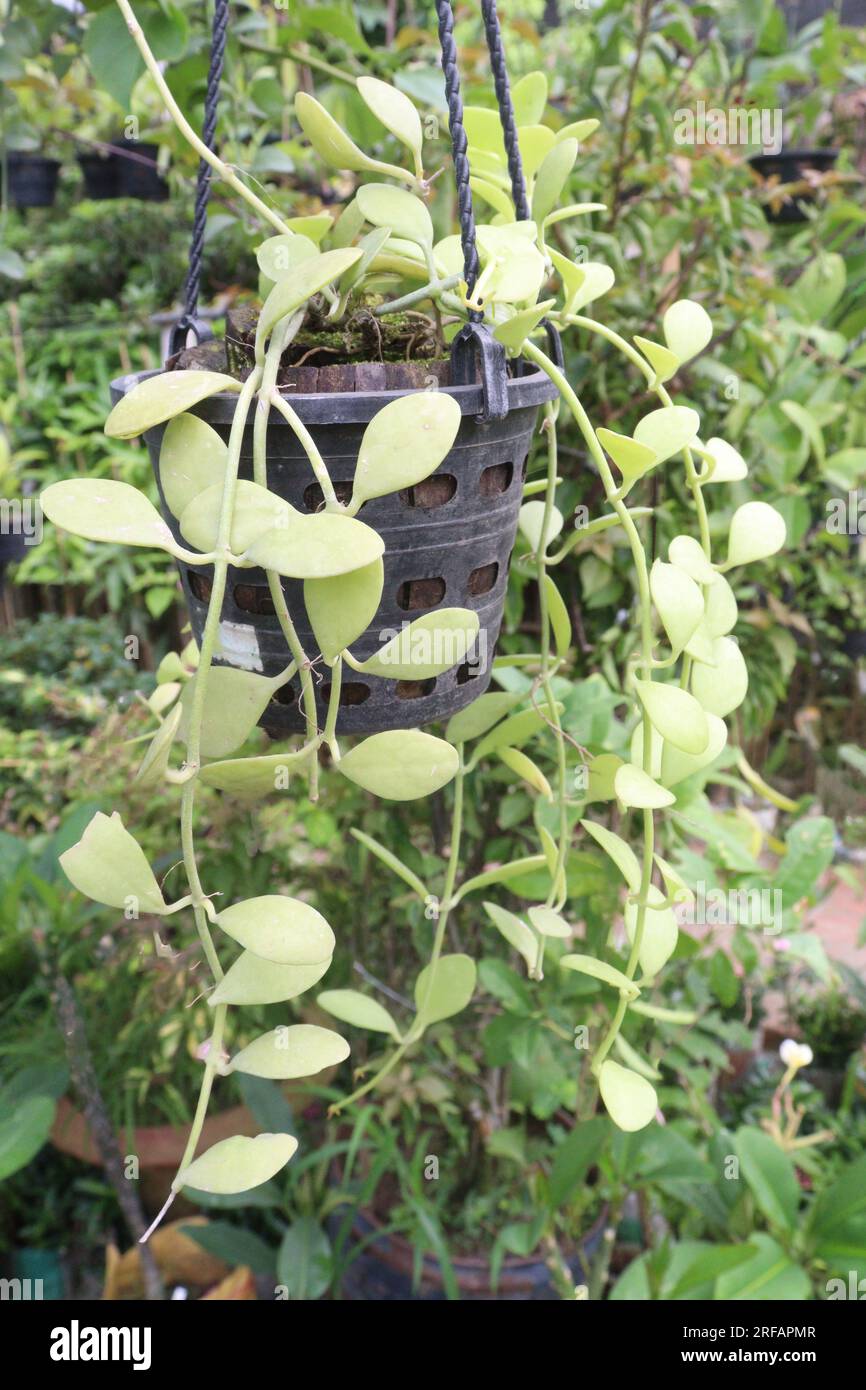 Dischidia tree plant on farm for harvest are cash crops Stock Photo - Alamy