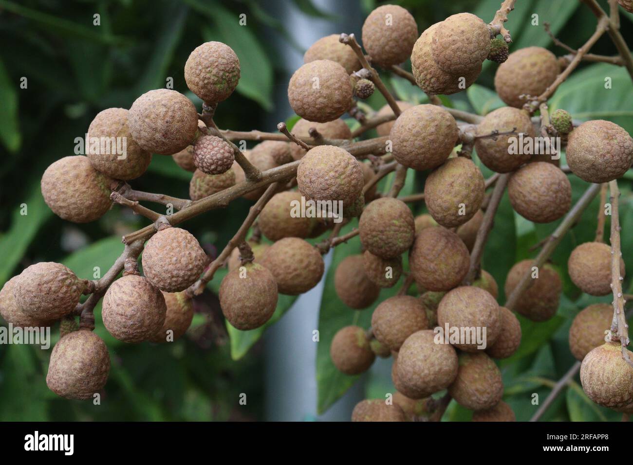 Longan farm hi-res stock photography and images - Alamy
