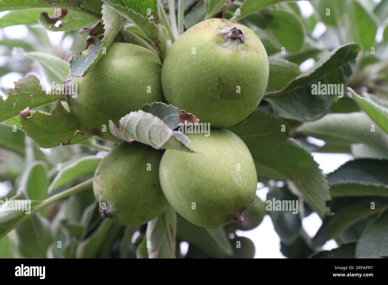 Epicure apple on tree hi-res stock photography and images - Alamy