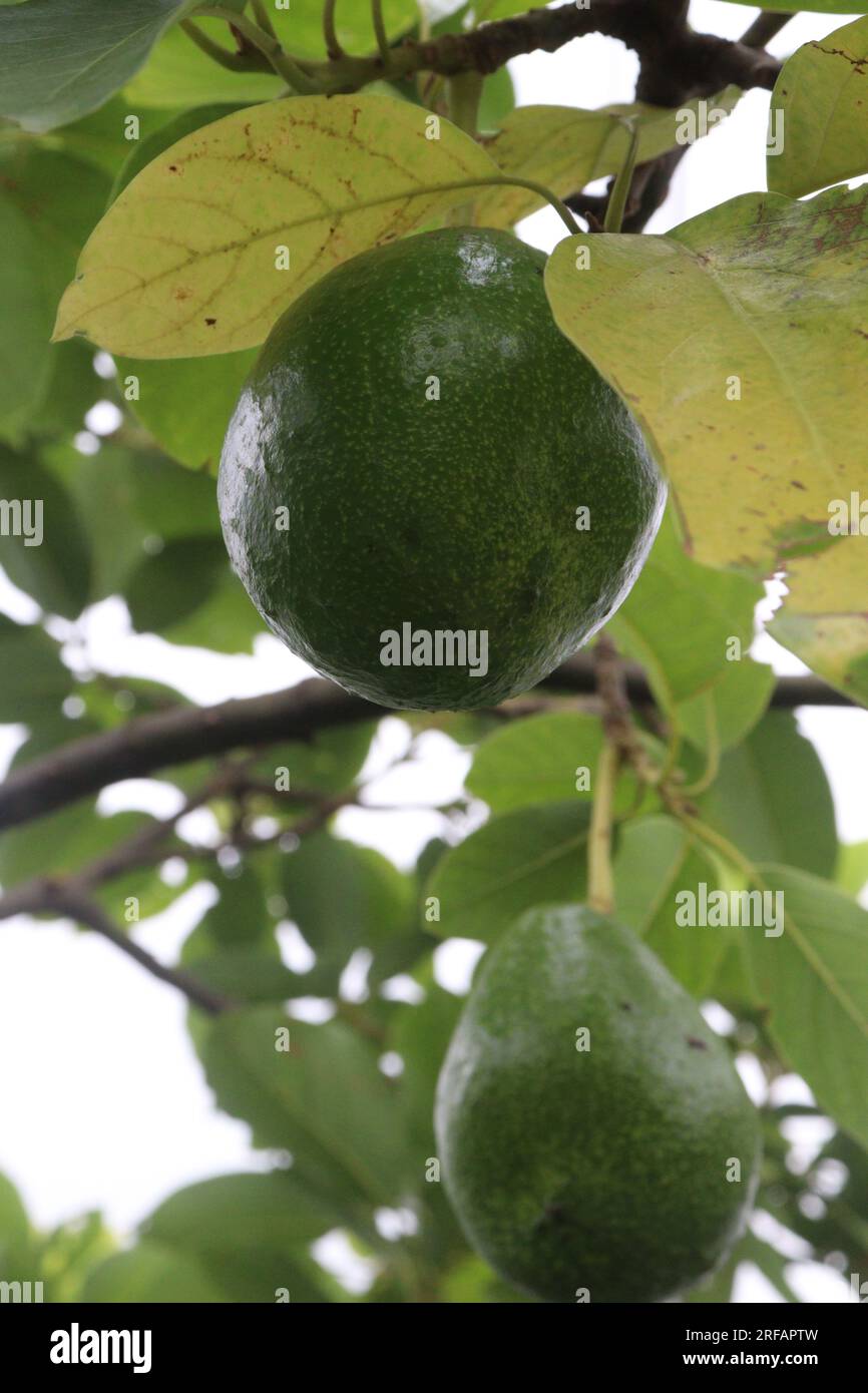 Avocado on tree for fruit and vegetable need in farm are cash crops ...