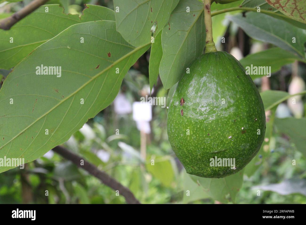 Avocado on tree for fruit and vegetable need in farm are cash crops ...