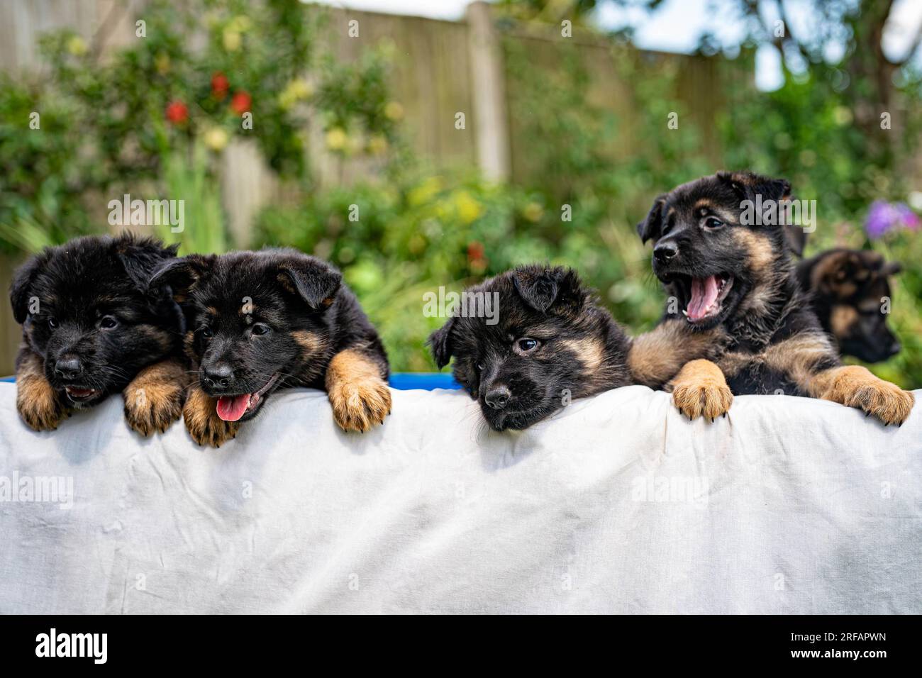 EDITORIAL USE ONLY Five puppies from a litter of nine German shepherd ...