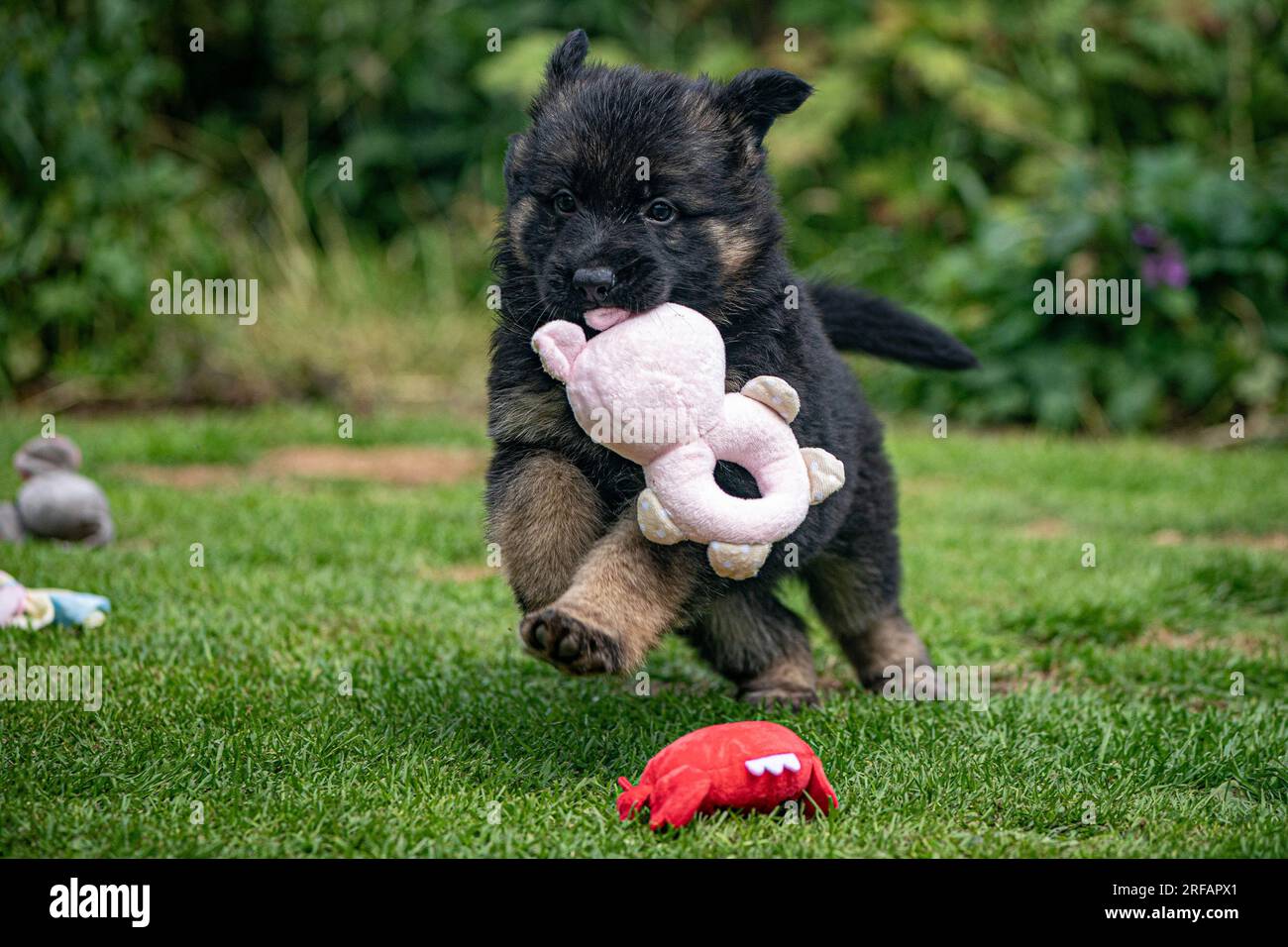 EDITORIAL USE ONLY A puppy from a litter of nine German shepherd guide ...