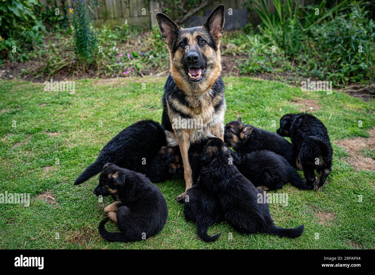 German shepherd guide dog hi-res stock photography and images - Alamy