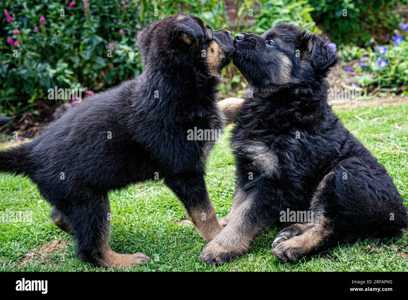 EDITORIAL USE ONLY A pair of puppies from a litter of nine German ...
