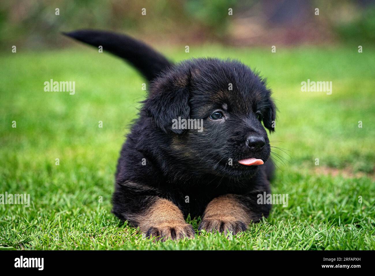 EDITORIAL USE ONLY A puppy from a litter of nine German shepherd guide ...