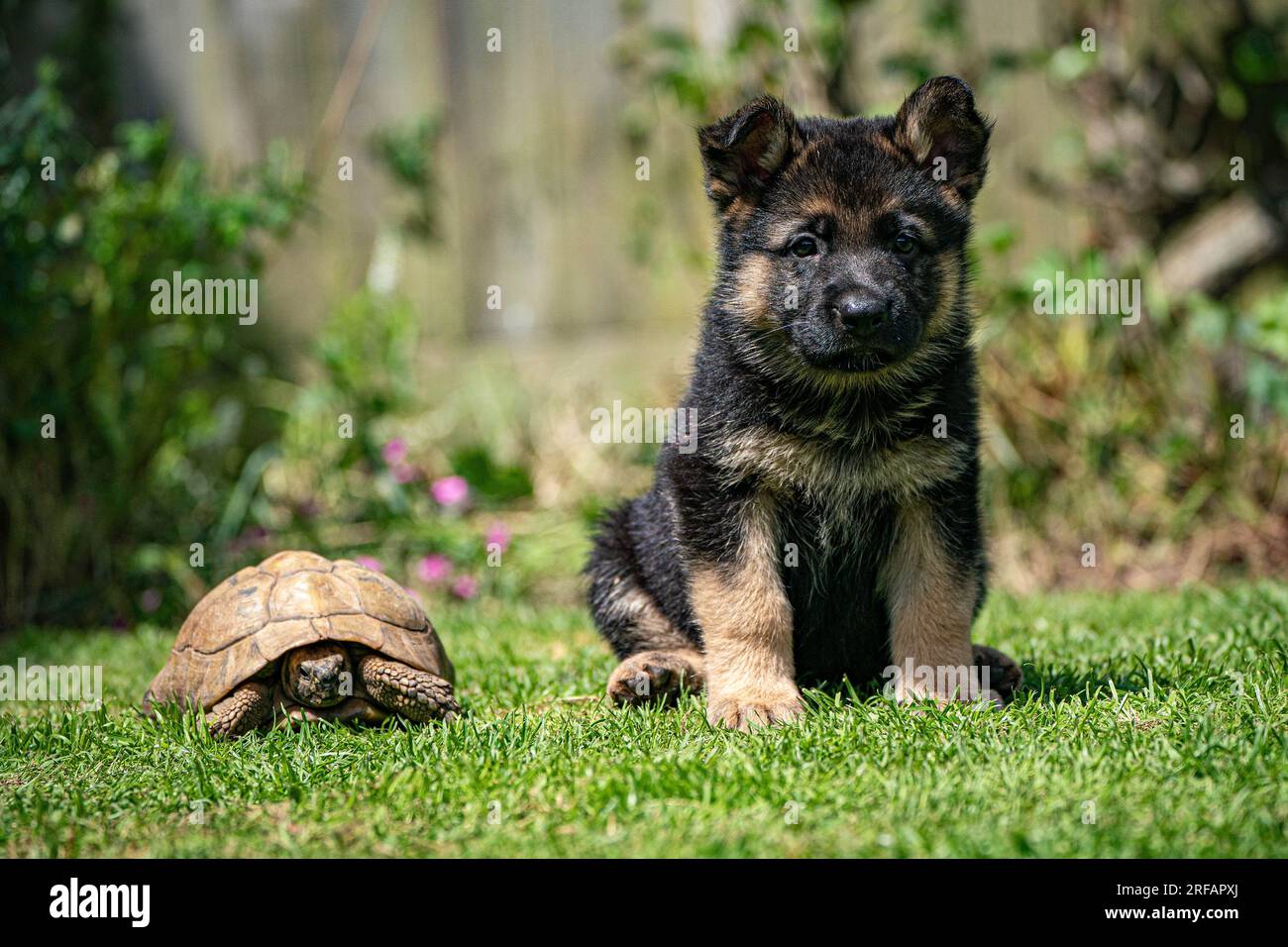 EDITORIAL USE ONLY A puppy from a litter of nine German shepherd guide ...