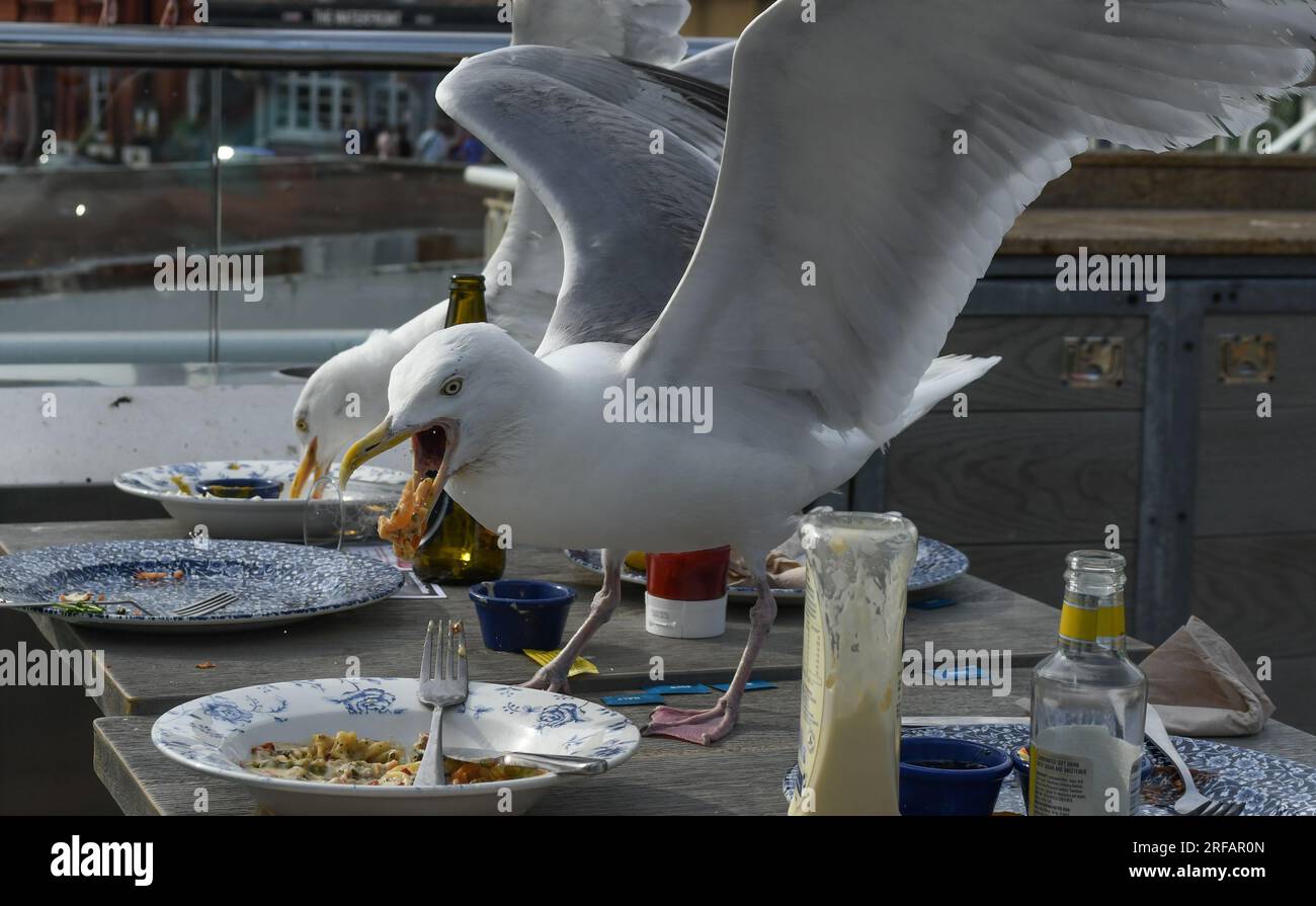 Seagulls stealing food hi-res stock photography and images - Alamy