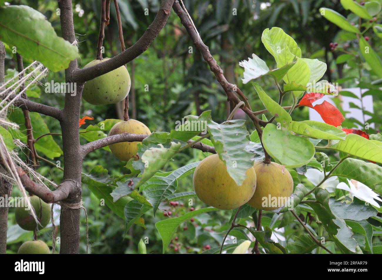 Santol Fruit Tree