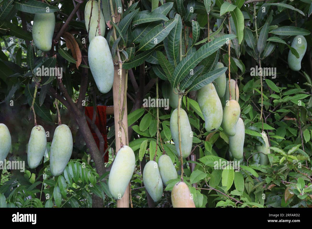 Red ivory mango hi-res stock photography and images - Alamy