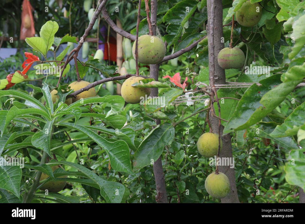 Santol fruit on tree in farm for harvest are cash crops Stock Photo - Alamy