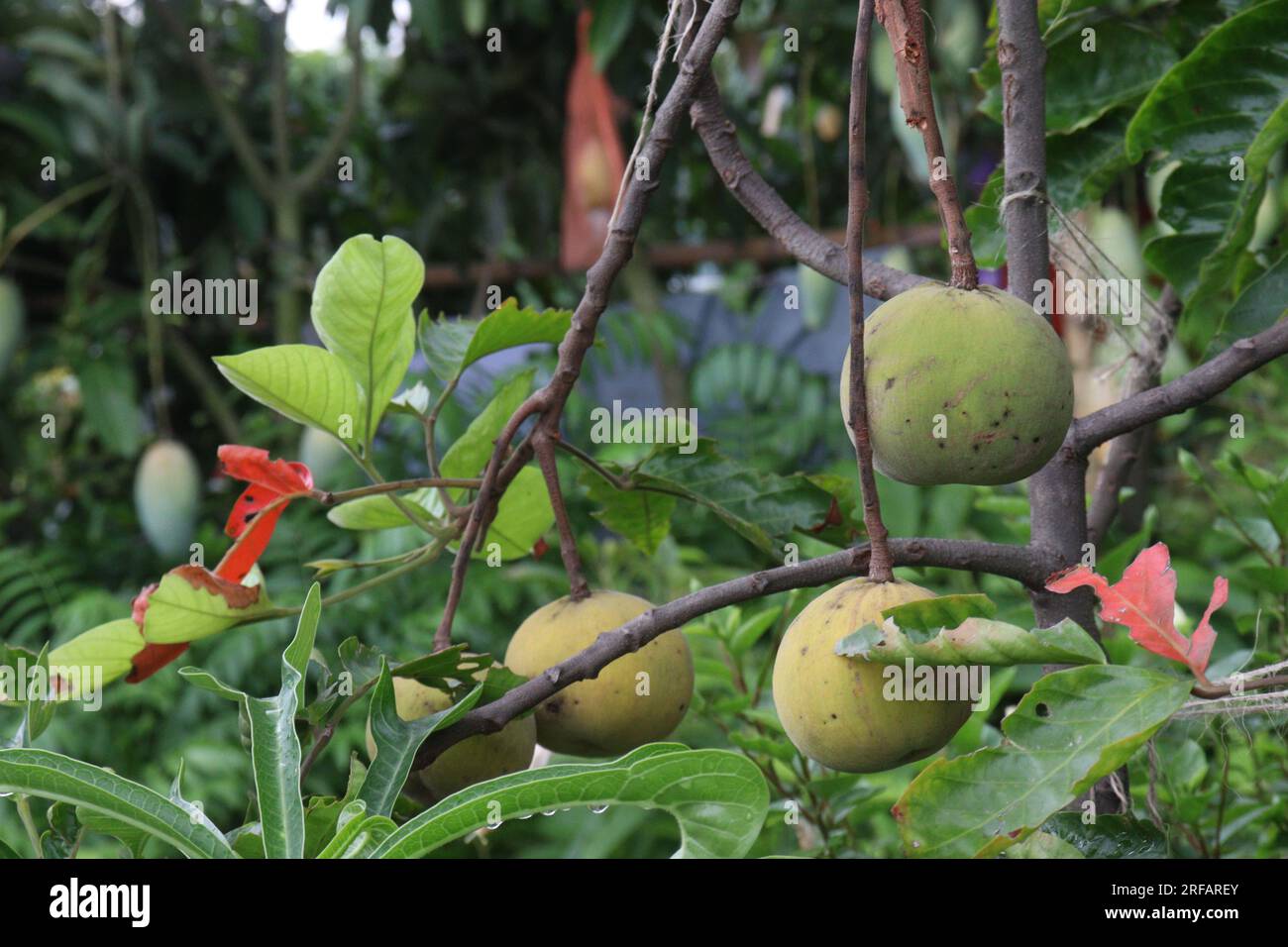 Santol fruit hi-res stock photography and images - Alamy