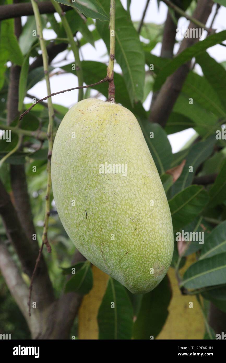 Red ivory mango hi-res stock photography and images - Alamy
