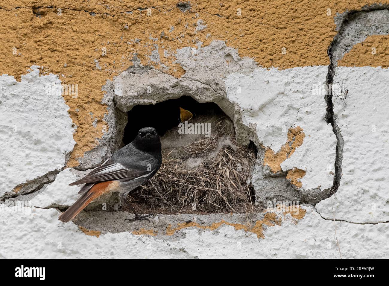 Black redstart house hi-res stock photography and images - Alamy