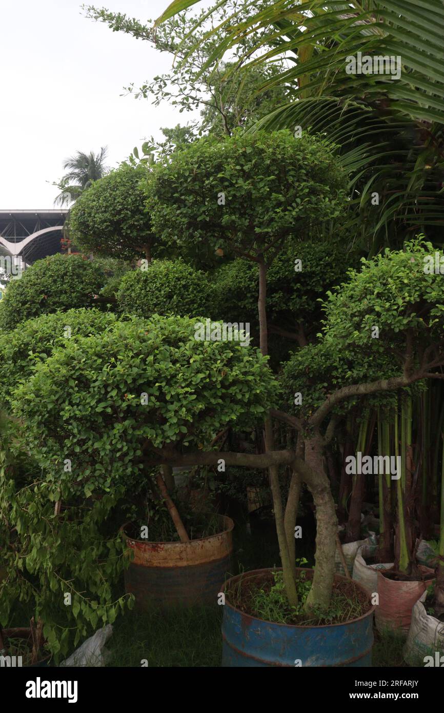 Ficus Topiary tree plant on farm for harvest are cash crops Stock Photo ...