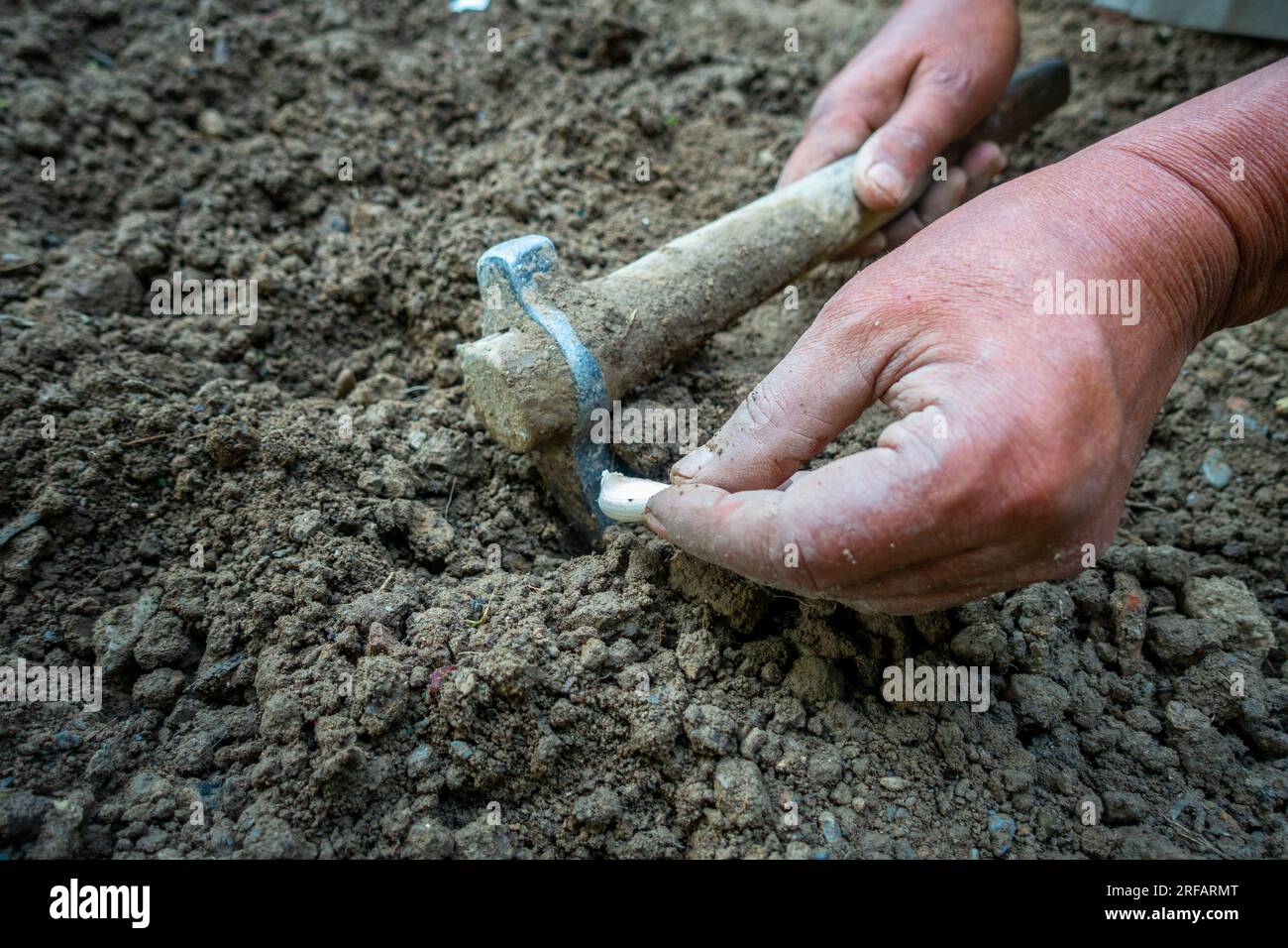 Vibrant image of skilled Indian hands sowing seeds with a pickaxe ...