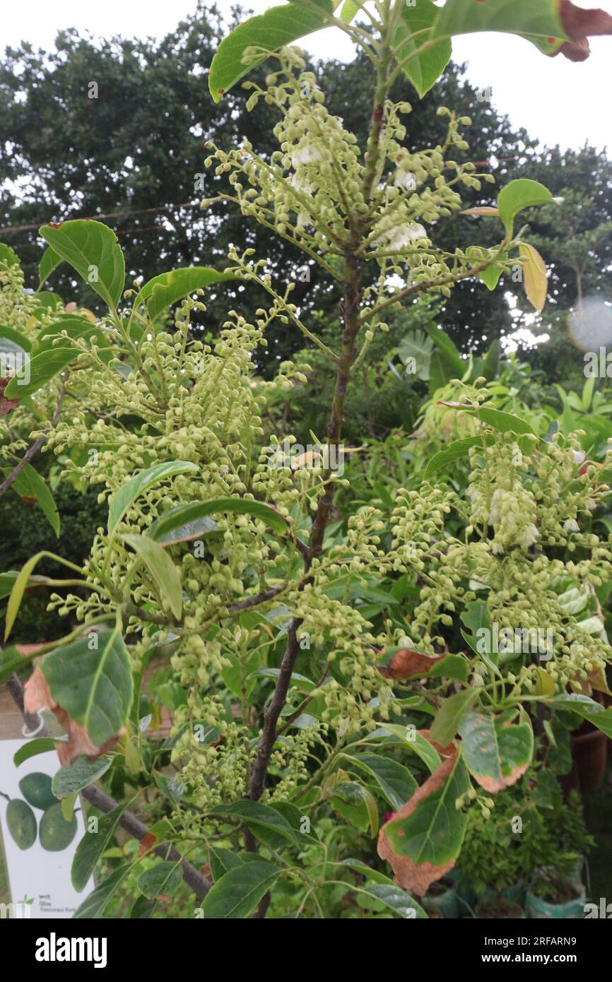 Elaeocarpus serratus fruit tree plant on farm for harvest are cash ...