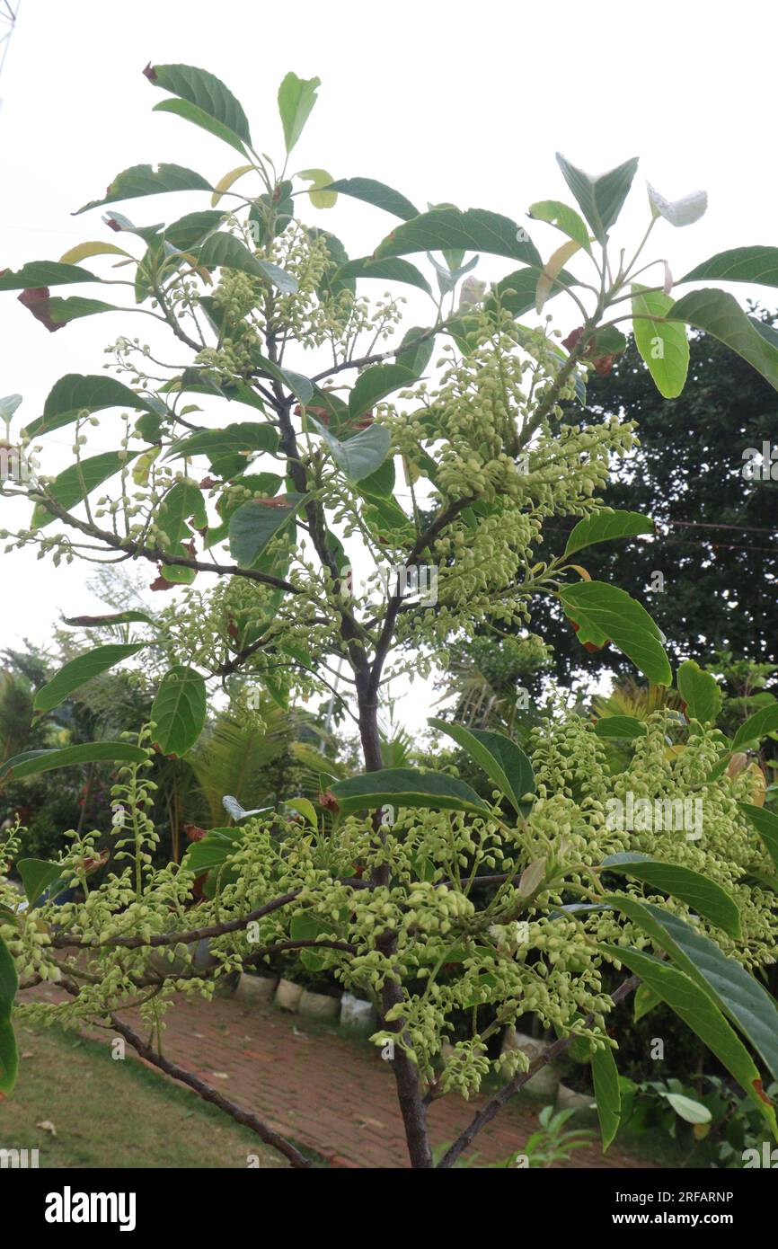 Elaeocarpus serratus fruit tree plant on farm for harvest are cash ...