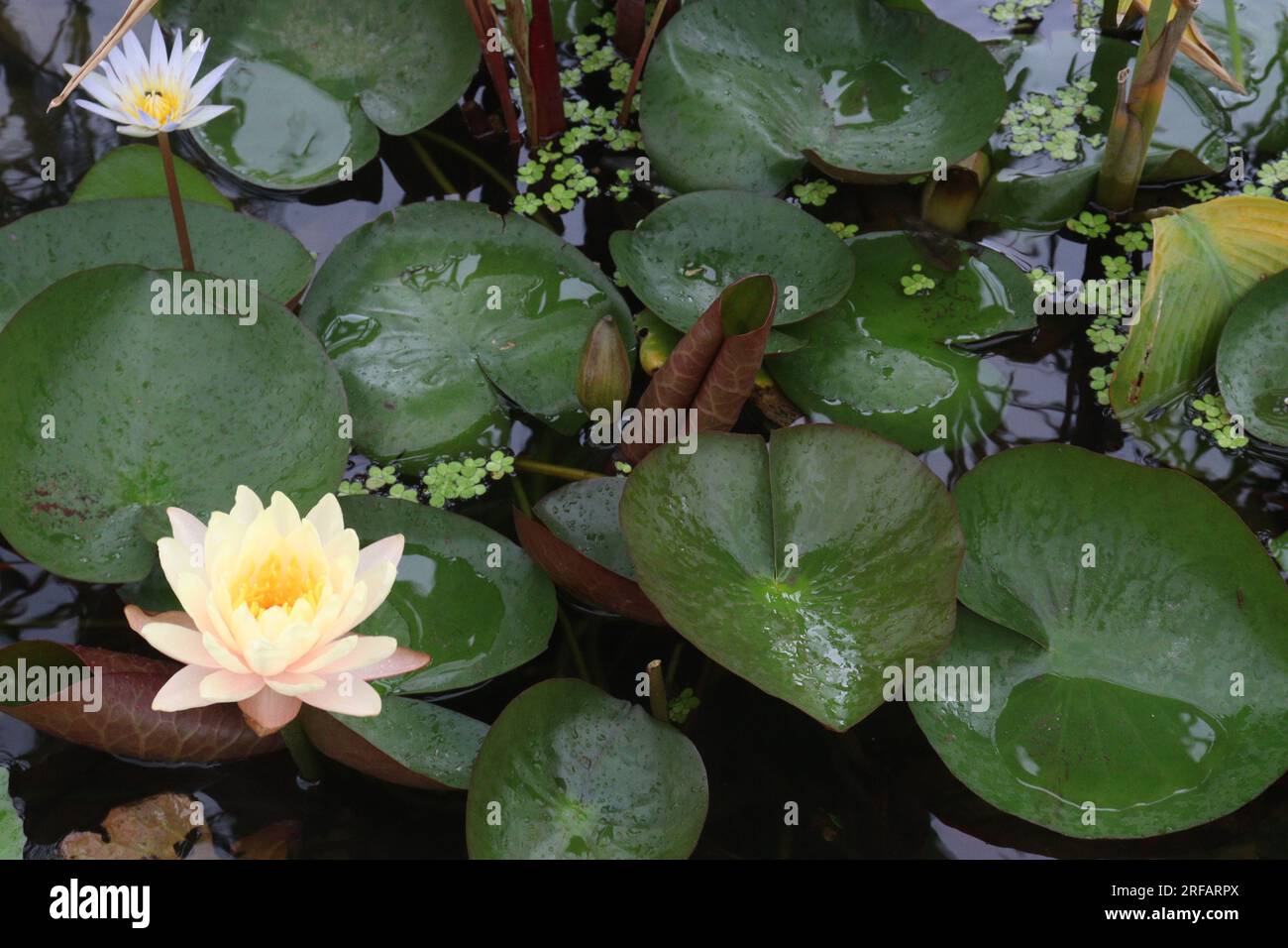 Pygmy water lily flower plant on pot in farm for harvest are cash crops ...
