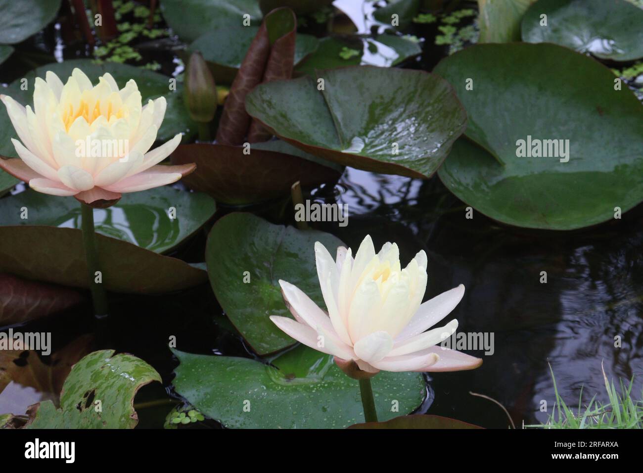 Pygmy water lily flower plant on pot in farm for harvest are cash crops ...