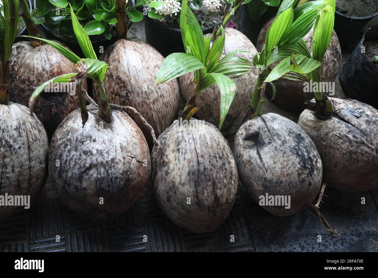 Coconut farming malaysia hi-res stock photography and images - Alamy