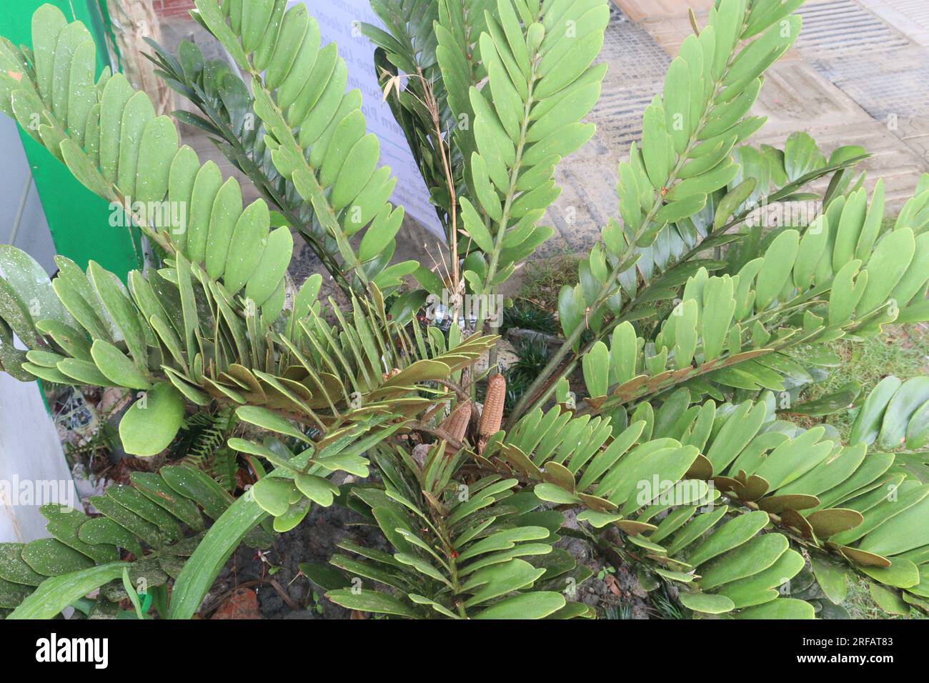 Zamia furfuracea tree plant on farm for harvest are cash crops Stock ...