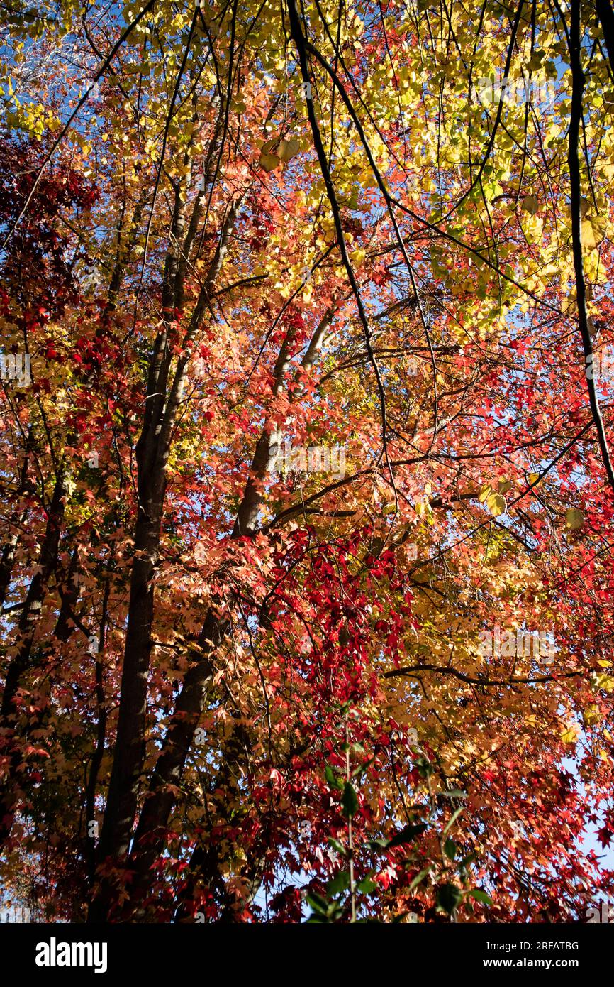 Photographic documentation of a maple forest in the autumn season Stock ...