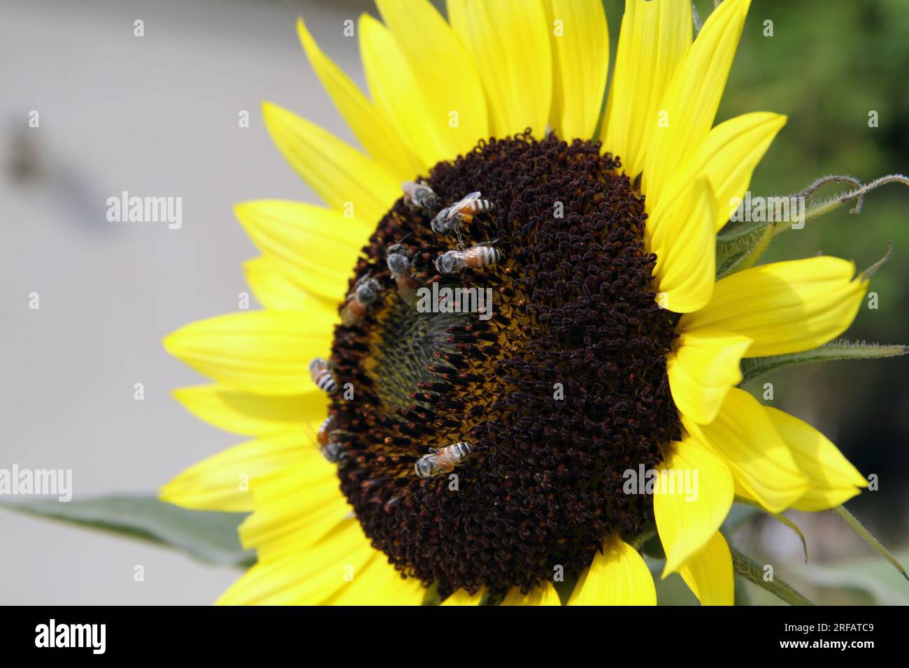 The bee colony gathers on the sun cult flower to collect nectar and ...