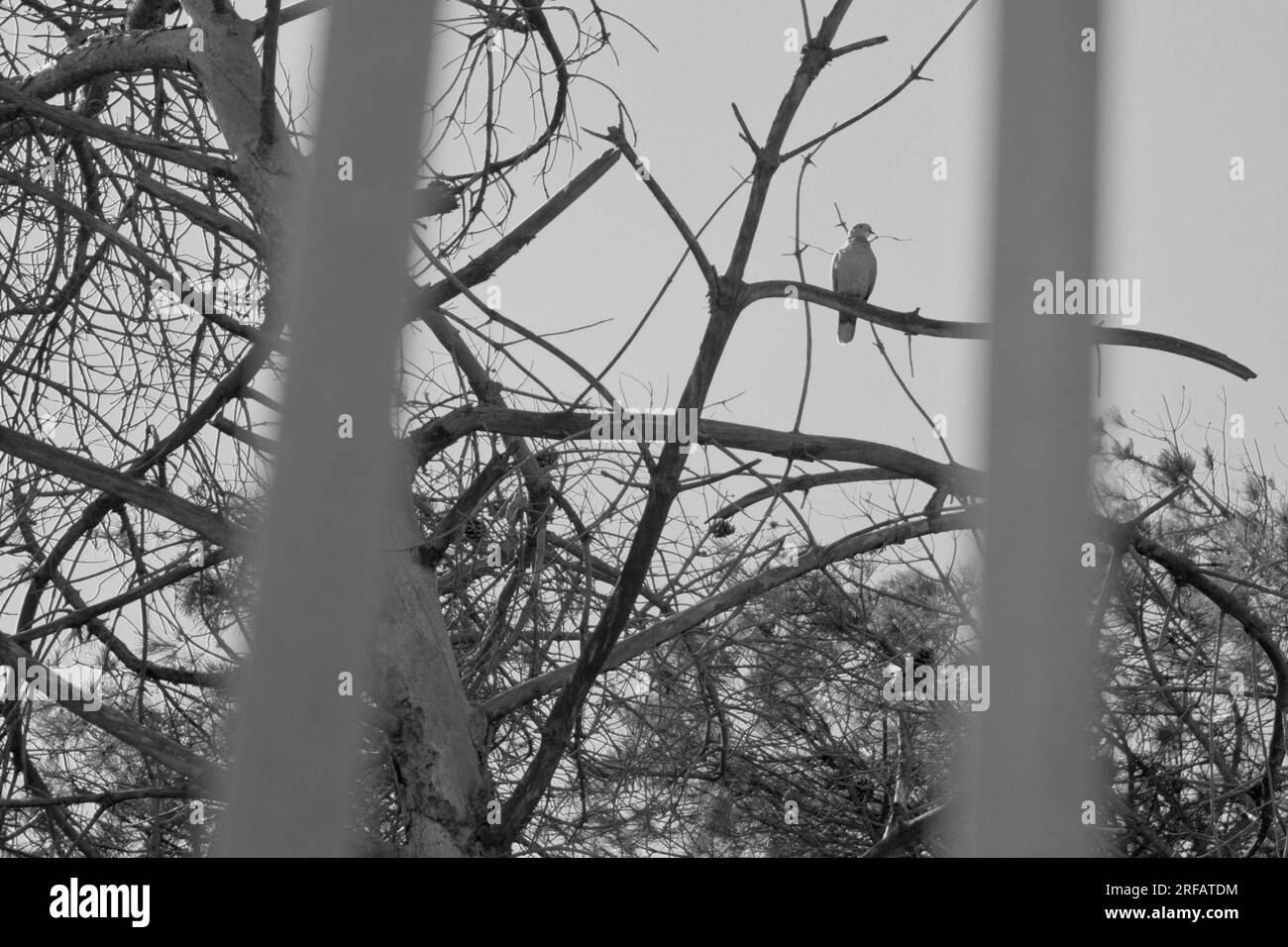 Bird sanding on a tree in the forest Stock Photo - Alamy