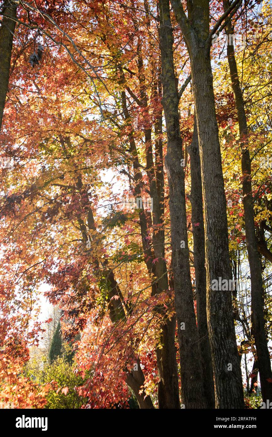 Photographic documentation of a maple forest in the autumn season Stock ...