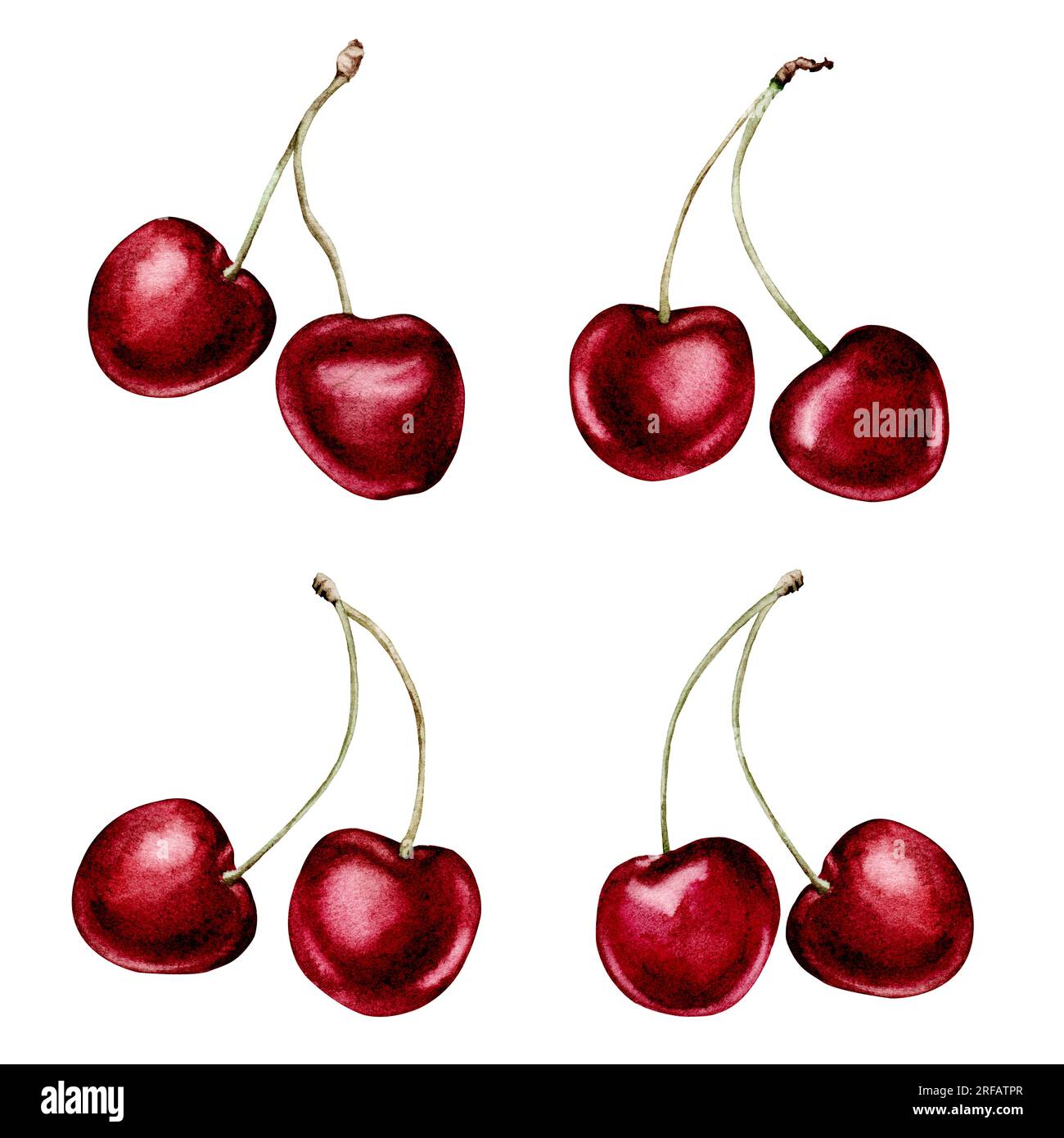 cherry fruits collection realistic botanical watercolor illustration ...