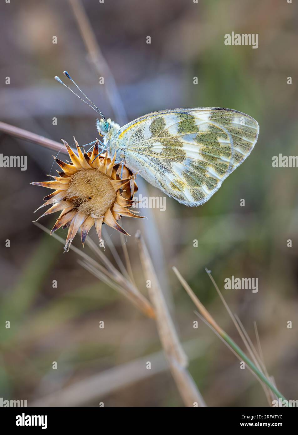 Insects wild butterfly flower hi-res stock photography and images - Alamy