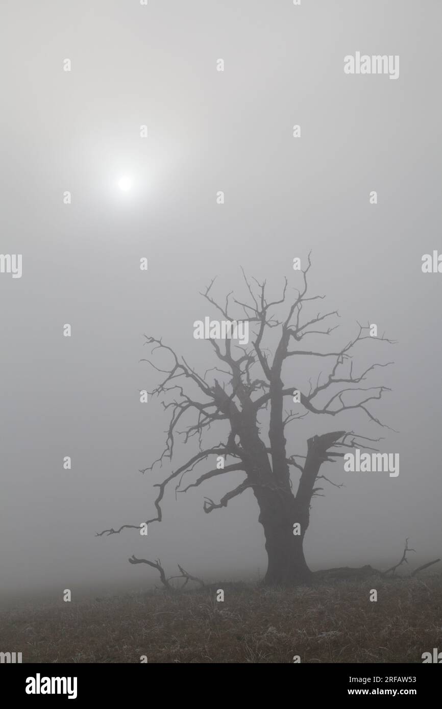 The sun breaks through the mist hanging around an ancient tree in ...