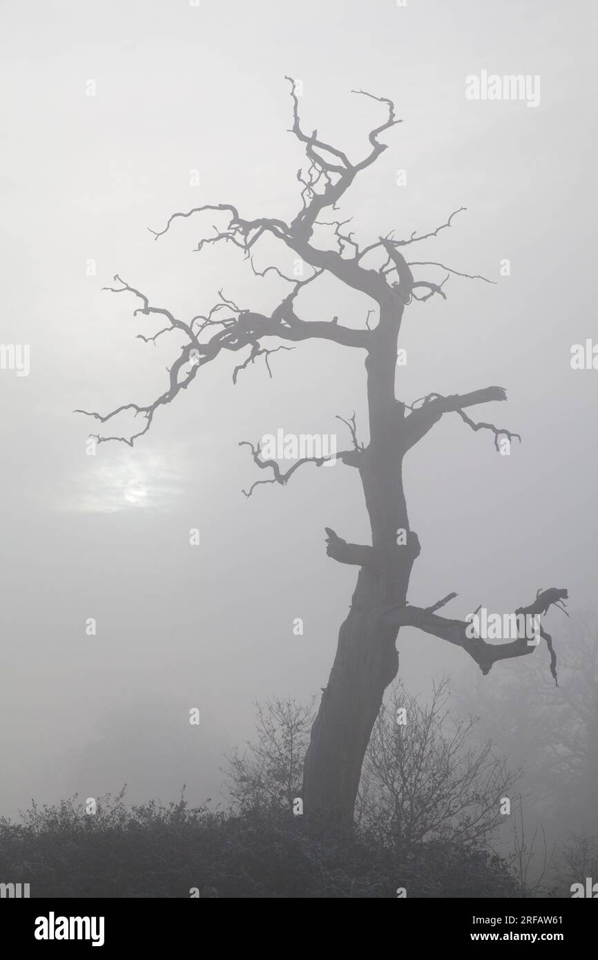 Ancient tree in winter hi-res stock photography and images - Alamy