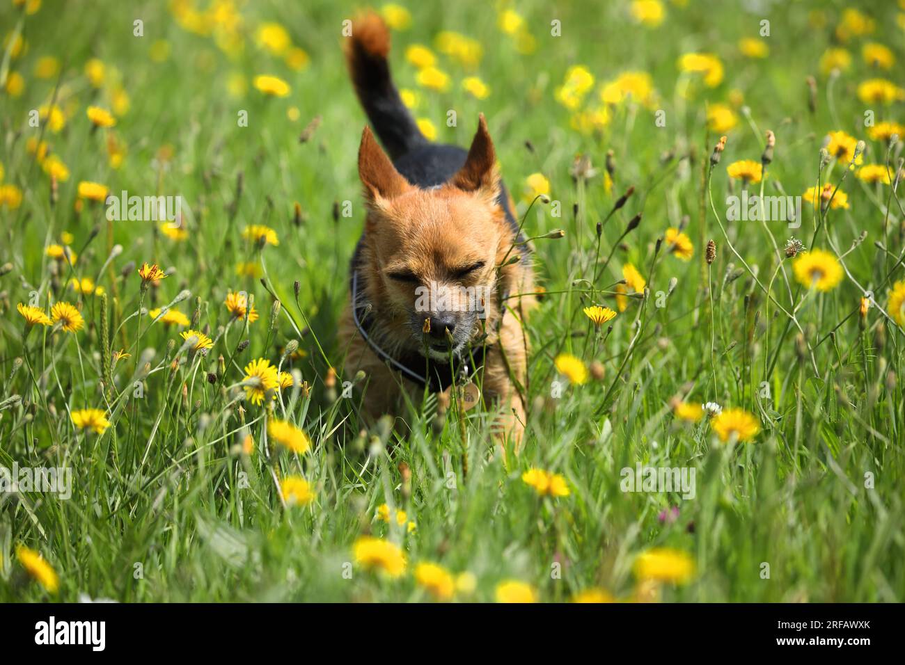 Small dog running through wildflower meadow Stock Photo - Alamy