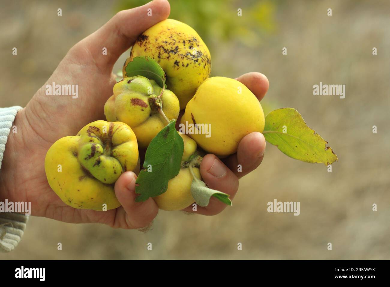 Small yellow quince in male hands in the garden. Fresh wild fruits ...