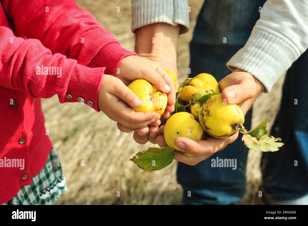 Small yellow quince in father daughter hands in garden. Fresh wild ...