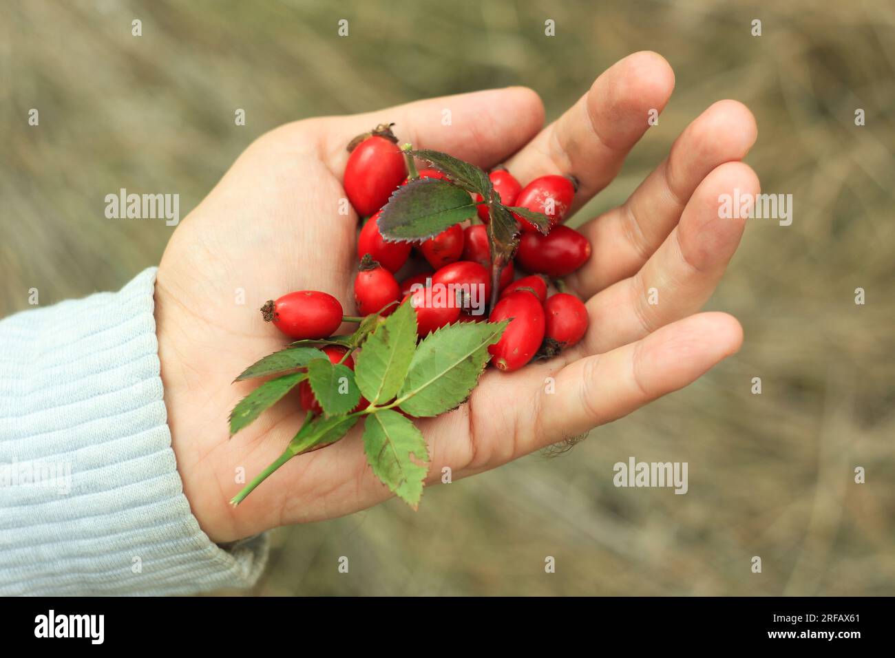 Rosehip picking male hand fall forest. Fresh wild berries herbs ...